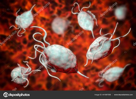 Trichomoniasis Women