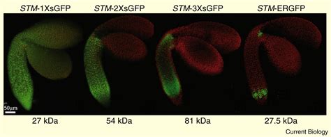 Plasmodesmata Current Biology