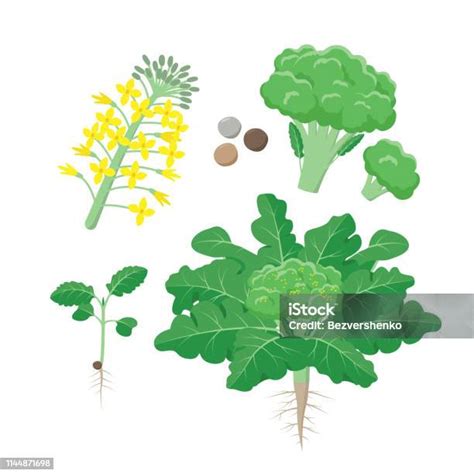 브로콜리 식물 라이프 사이클 성장 단계 흰색 배경에 고립 된 평면 디자인의 요소 세트 브로콜리 성장 인포 그래픽 요소 개발에 대한 스톡 벡터 아트 및 기타 이미지 Istock