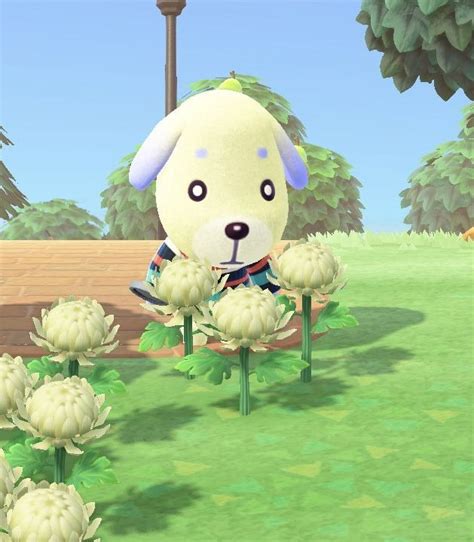 Daisy