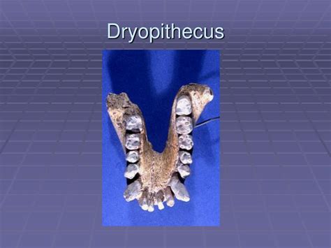 Ppt Human Evolutionary Development Powerpoint Presentation Free