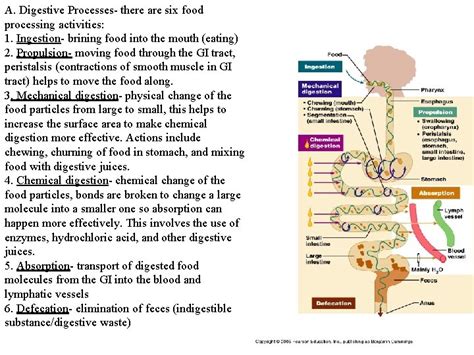 Digestive System Human Anatomy Chapter 22 Organs Of