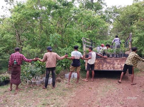 သင်းခွေချပ် သစ်တောမင်ကြီးဦးဟုတ်လင်း Post တစ်ကိုယ်လုံးအကြေးခွံများဖြင့် ဖုံးအုပ်နေသည့် နို့တိုက