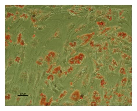 Ascs Differentiation To Adipocyte From Ipfp A And Sc B Which