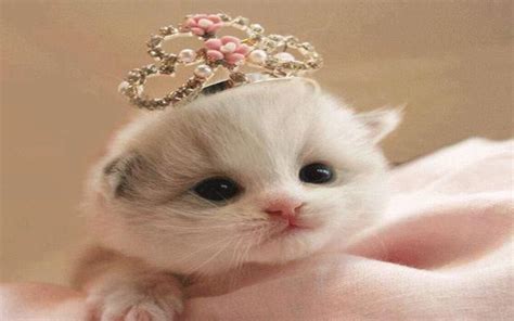 Cutest Kitten Ever Wallpaper