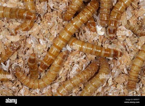 Yellow Mealworm Beetle Tenebrio Molitor Larvae Mealworms In Wheat