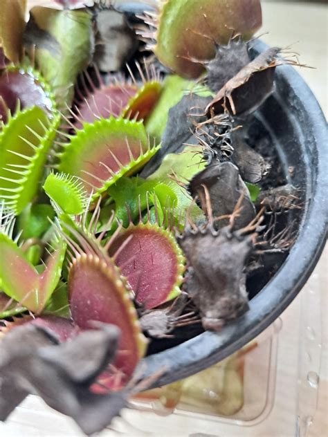 죽은 파리지옥 지식in