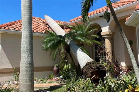 After A Hurricane Tree Restoration A Comprehensive Guide