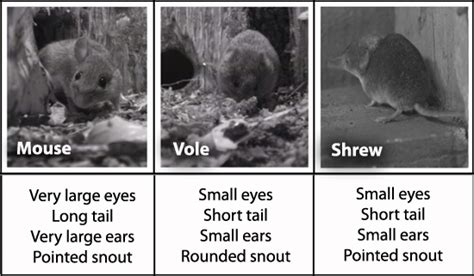 Voles And Moles Differences