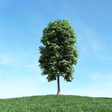 Deciduous Broadleaf Tree With Rounded Canopy 3dモデル ダウンロード 樹木 On