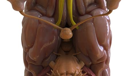 의료 개념 3d 렌더링을 위한 인간 뇌 해부학 3차원 형태에 대한 스톡 사진 및 기타 이미지 3차원 형태 과학 대뇌 Istock