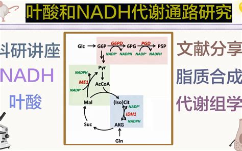 叶酸和nadh代谢通路研究哔哩哔哩bilibili
