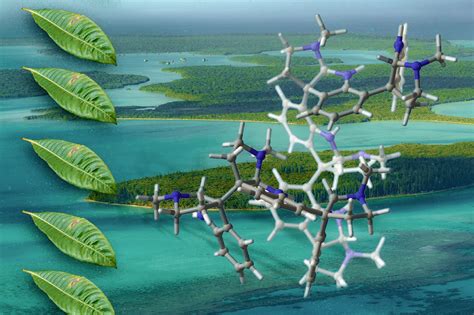 mit chemists synthesize plant derived molecules that hold potential as