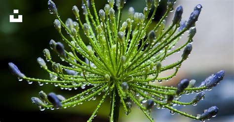 물방울이있는 녹색 식물 사진 Unsplash의 무료 꽃 이미지