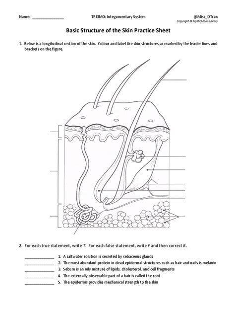 Kami Export Skin Worksheet 1 Pdf Skin Worksheet Revised 905