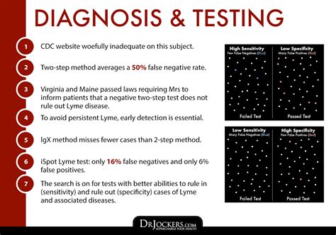 Lyme Disease Symptoms Causes And Natural Support Strategies