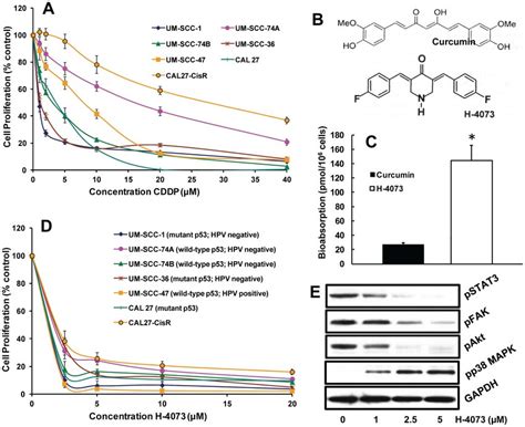 H 4073 Inhibits Stat3 Activation And Head And Neck Cancer Cell