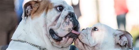 What Is Skin Fold Dermatitis In Dogs