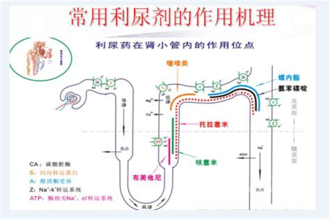 执业西药师必看一张图搞定利尿剂轻松拿5分收藏
