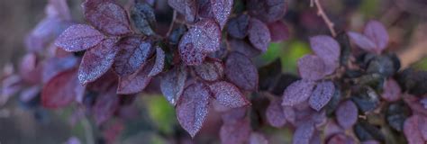 US Trees Of Texas Trees For Sale