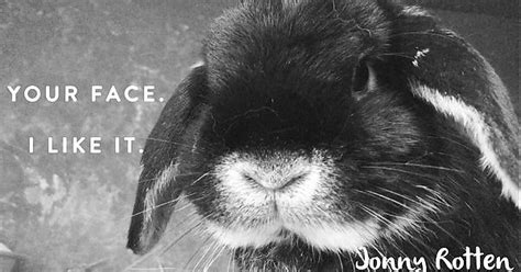 Jonny Rotten Album On Imgur