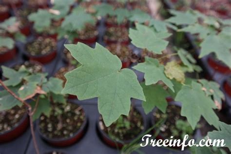 국제원예종묘 친구를 소개합니다 안녕하십니까 마블시럽 설탕단풍 이라는 이름을 가진 캐나다단풍나무 입니다 네이버 블로그