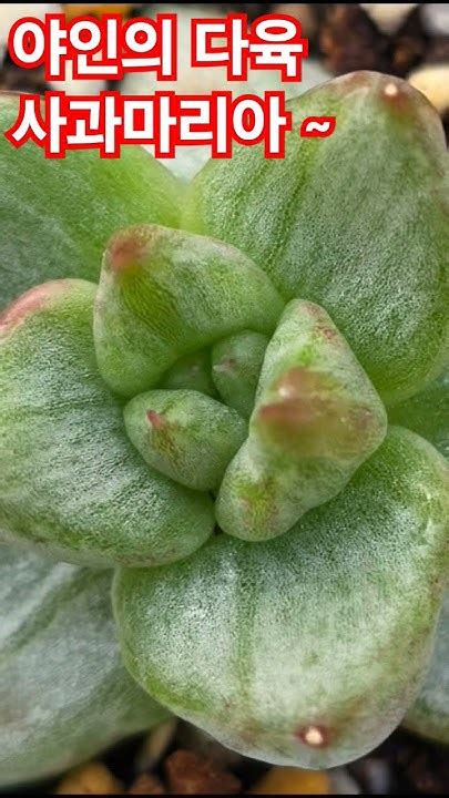 행복 가득한 밤 꿀잠 하셔유 ~ 임영웅 파종이 실생 다육 다유기 다육이 다육식물 반려식물 다육판매 다육이판매 다육이키우기 다육인스타그램 매혹이 청주