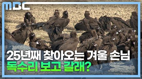 고성군 독수리 올해도 날아와 겨울나기 2022 12 11 뉴스데스크 Mbc경남 Youtube