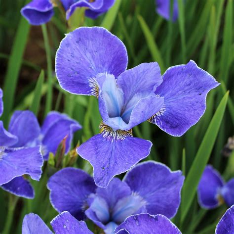 Violet Blue Siberian Iris Rhizomes For Sale Silver Edge Easy To