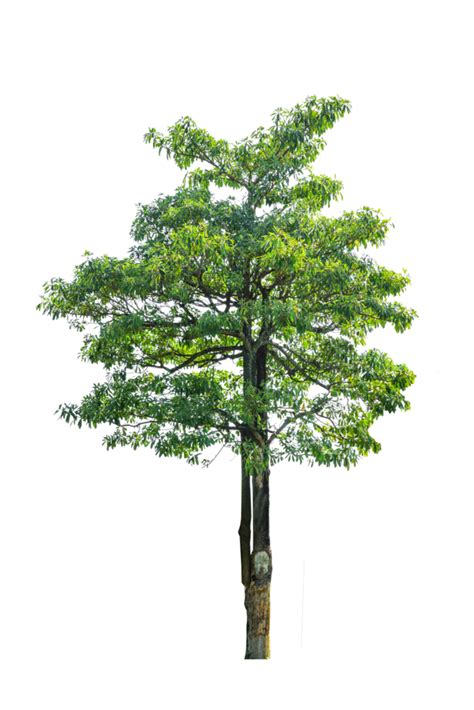 Pine Tree Isolated 13666710 PNG