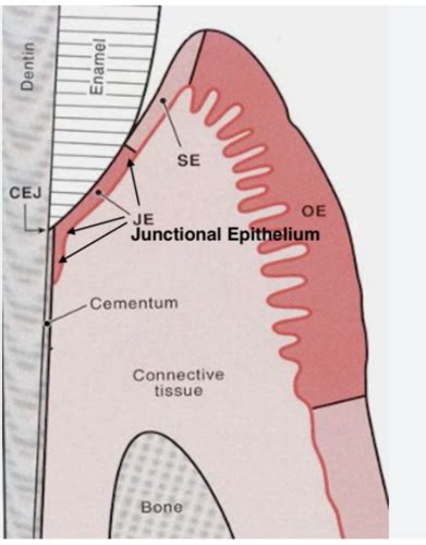 Occlusion Periodontal Physiology And Concepts Of Occlusal Loading Of