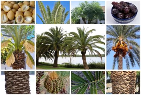 7 Palm Trees For Usda Zone 9 For A Tropical Touch