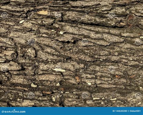 Seamless Tree Bark Texture Of Background Stock Photo Image Of Detail Environment