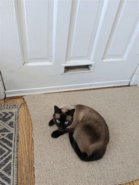 Siamese Security System Rsiamesecats