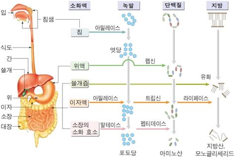 [건강효소] 효소란 효소의 종류 지구사랑몸사랑 네이버 블로그