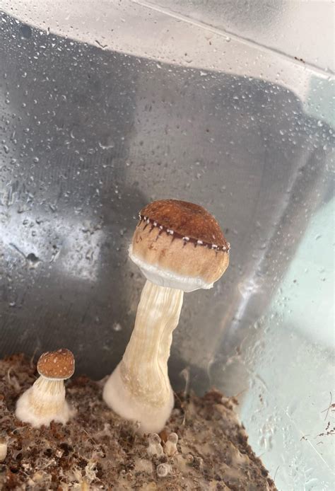 Is This Some Kind Of Mutation Is It Worth Cloning Rshrooms