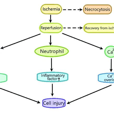 The Sketch Of The Process Of Ischemia Reperfusion Injury Ischemia