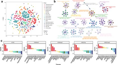 Functional Enrichment Of Young Sine Associated Transcripts A The T Sne