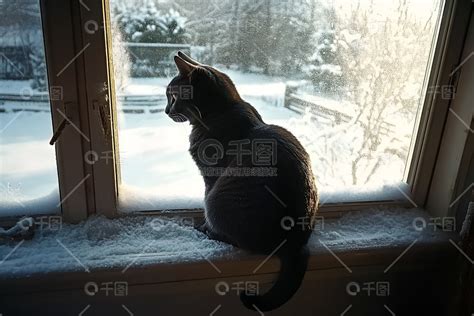 图片ai数字艺术 图片简约写实风格猫坐窗台观雪景宁静寒冷氛围商业照片 Ai图片免费下载 Png格式 4032像素 编号71876627 千图网