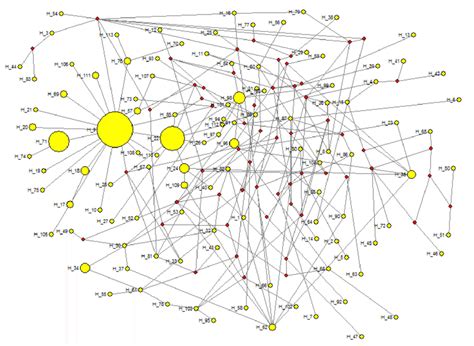 Median Joining Networks Showed Genetic Relationship Among Haplotypes Of Download Scientific