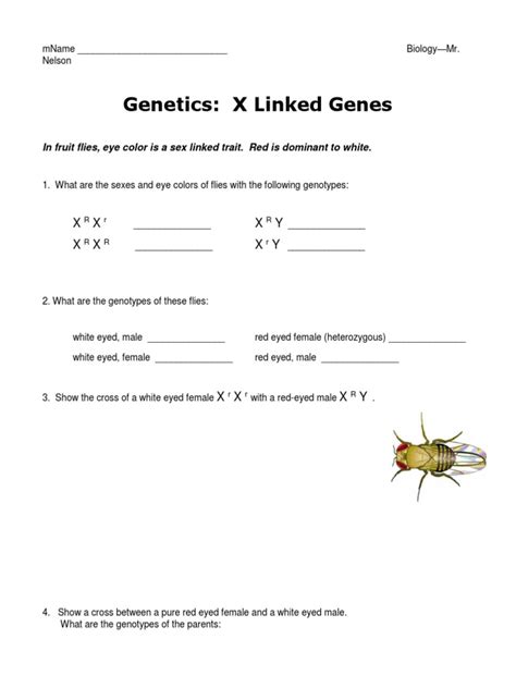 X Linked Traits Worksheet Pdf Genotype Zygosity Worksheets Library