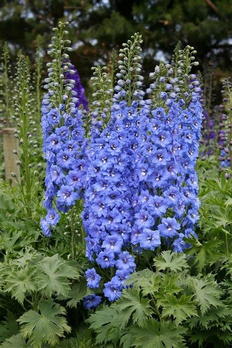 20 Most Beautiful Types Of Delphinium Varieties Balcony Garden Web
