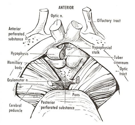 Interpeduncular Fossa
