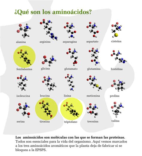 Los Aminoácidos Tras El Trasplante