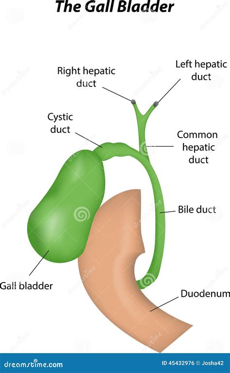 Digestive System Diagram Bile Duct Anatomy Gallbladder Ducts