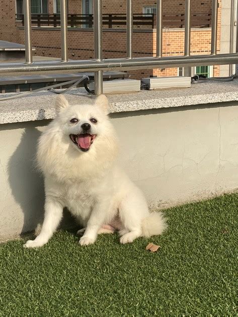 폼피츠 사랑이 강아지책임무료분양 컴투펫위탁보호센터 강아지무료분양 고양이무료분양 강아지파양 고양이파양
