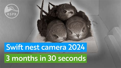 Look Inside A Swift Nest Box 3 Months In 30 Seconds Rspb Youtube