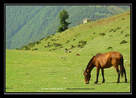 امیر حسین اکبری Flickr