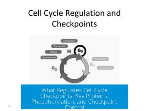What Regulates Cell Cycle Checkpoints Key Proteins Phosphorylation And Checkpoint Control