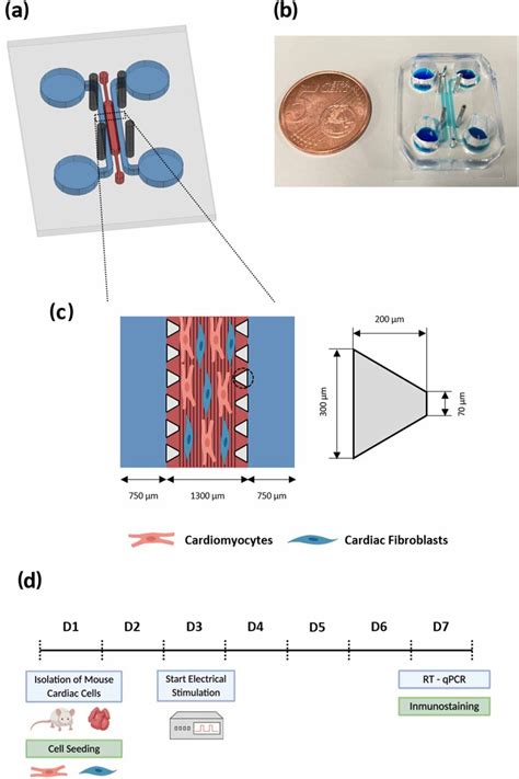 Design And Cell Culture Model Of The Microfluidic Platform For The Download Scientific Diagram